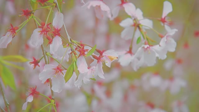 枝垂れ桜の動画｜無料の動画素材サイト「動画AC」