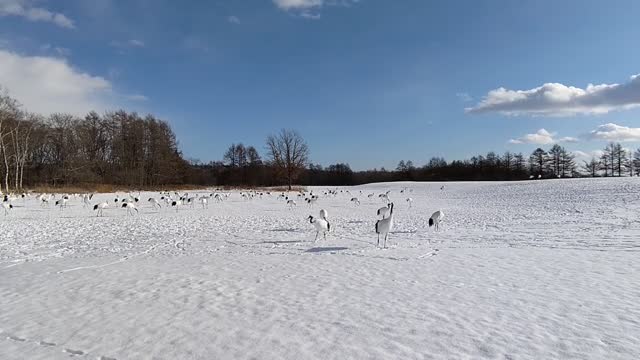 タンチョウの動画｜無料の動画素材サイト「動画AC」