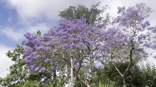 ジャカランダの動画｜無料の動画素材サイト「動画AC」